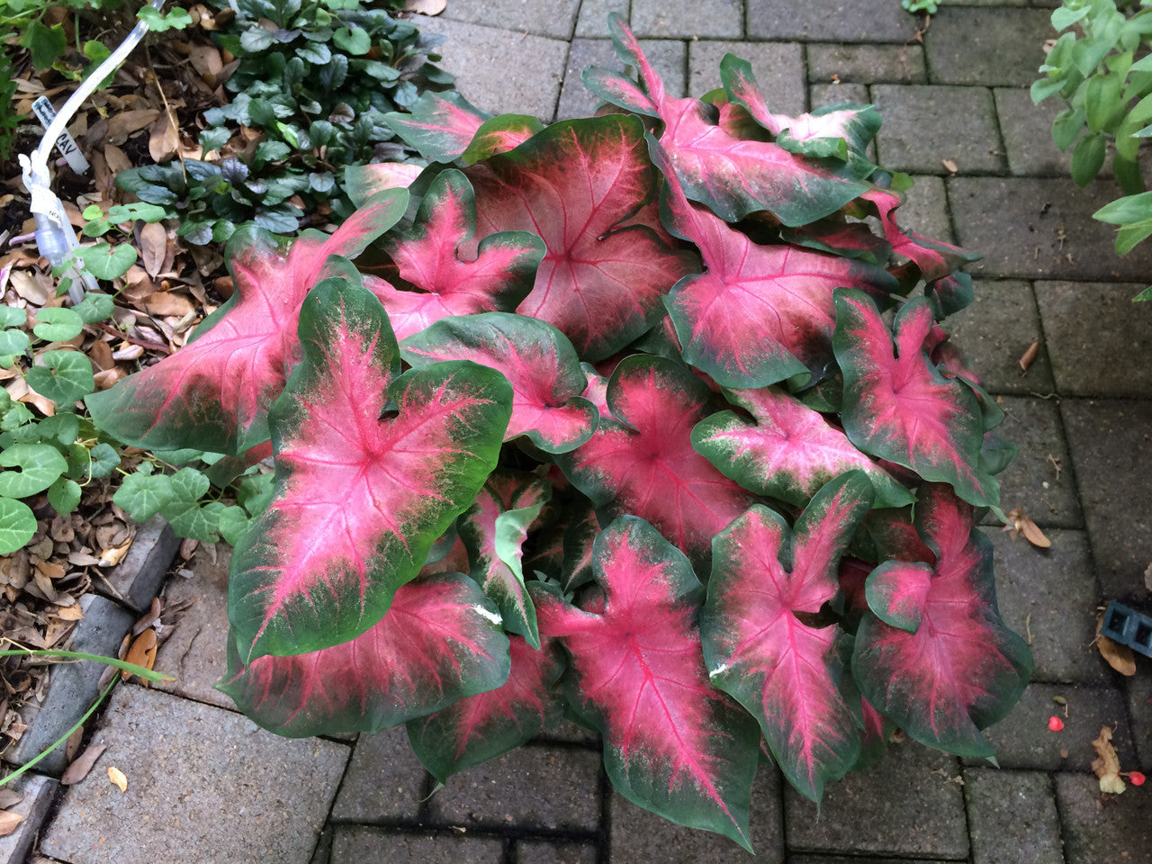 Sunset Pink Caladium Bulbs – Classic Caladiums