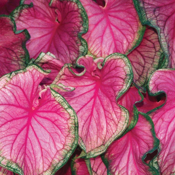 Sweetheart Caladium Bulbs – Classic Caladiums