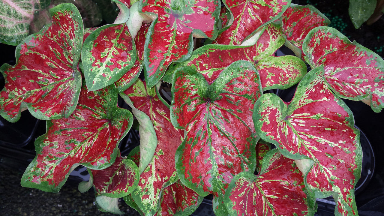 Heart to Heart® Mesmerized Caladium Bulbs – Classic Caladiums