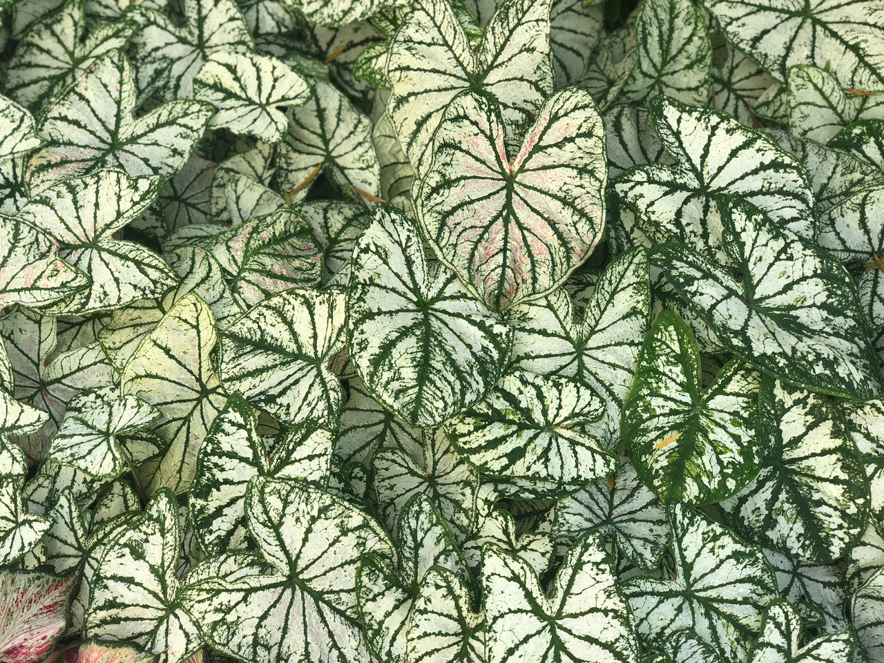 White Christmas Caladium Bulbs – Classic Caladiums