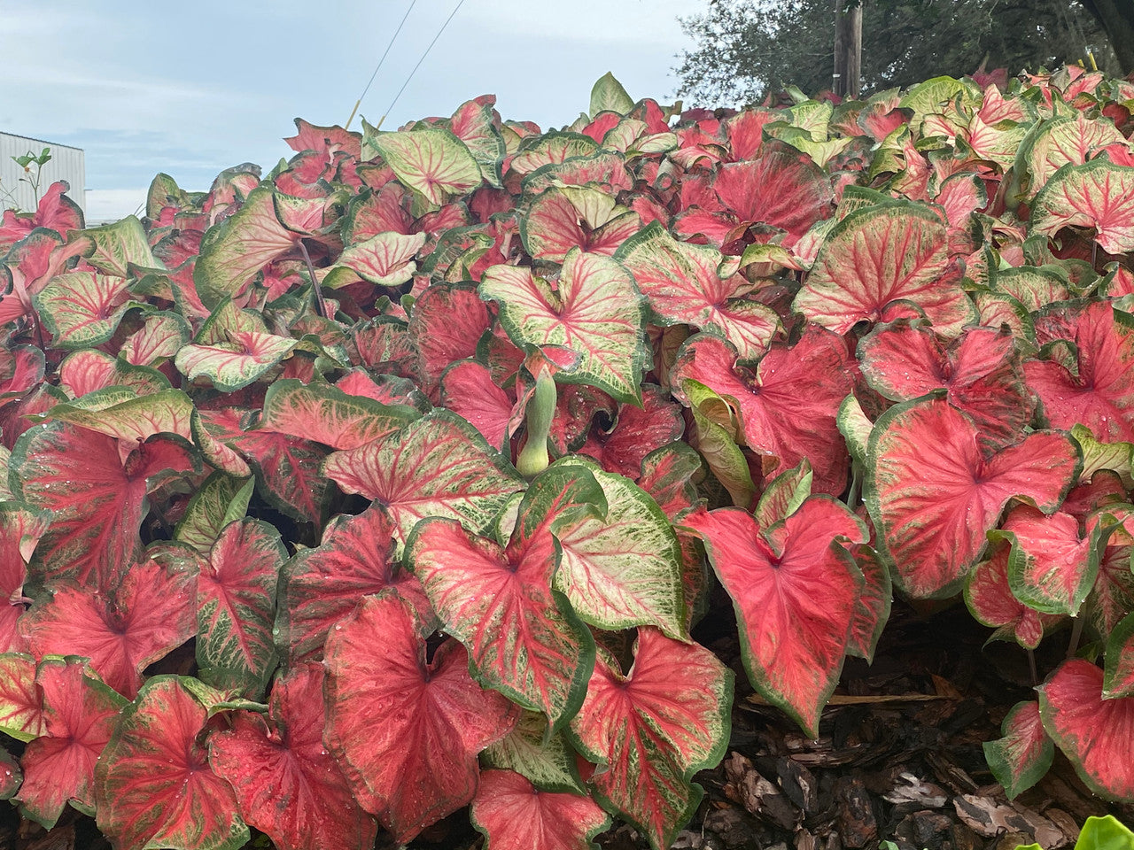 Bold 'N Beautiful Caladium Bulbs – Classic Caladiums